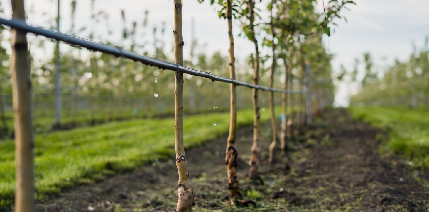 Irrigazione a goccia e a goccia - irrigazione efficiente e sostenibile